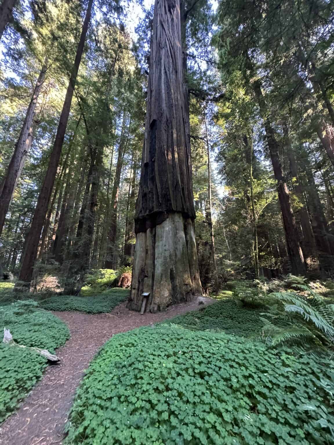 Avenue of the Giants: Scenic Redwoods Drive - My California Travels