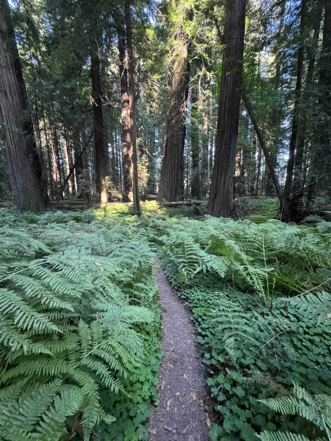 Avenue of the Giants: Scenic Redwoods Drive - My California Travels
