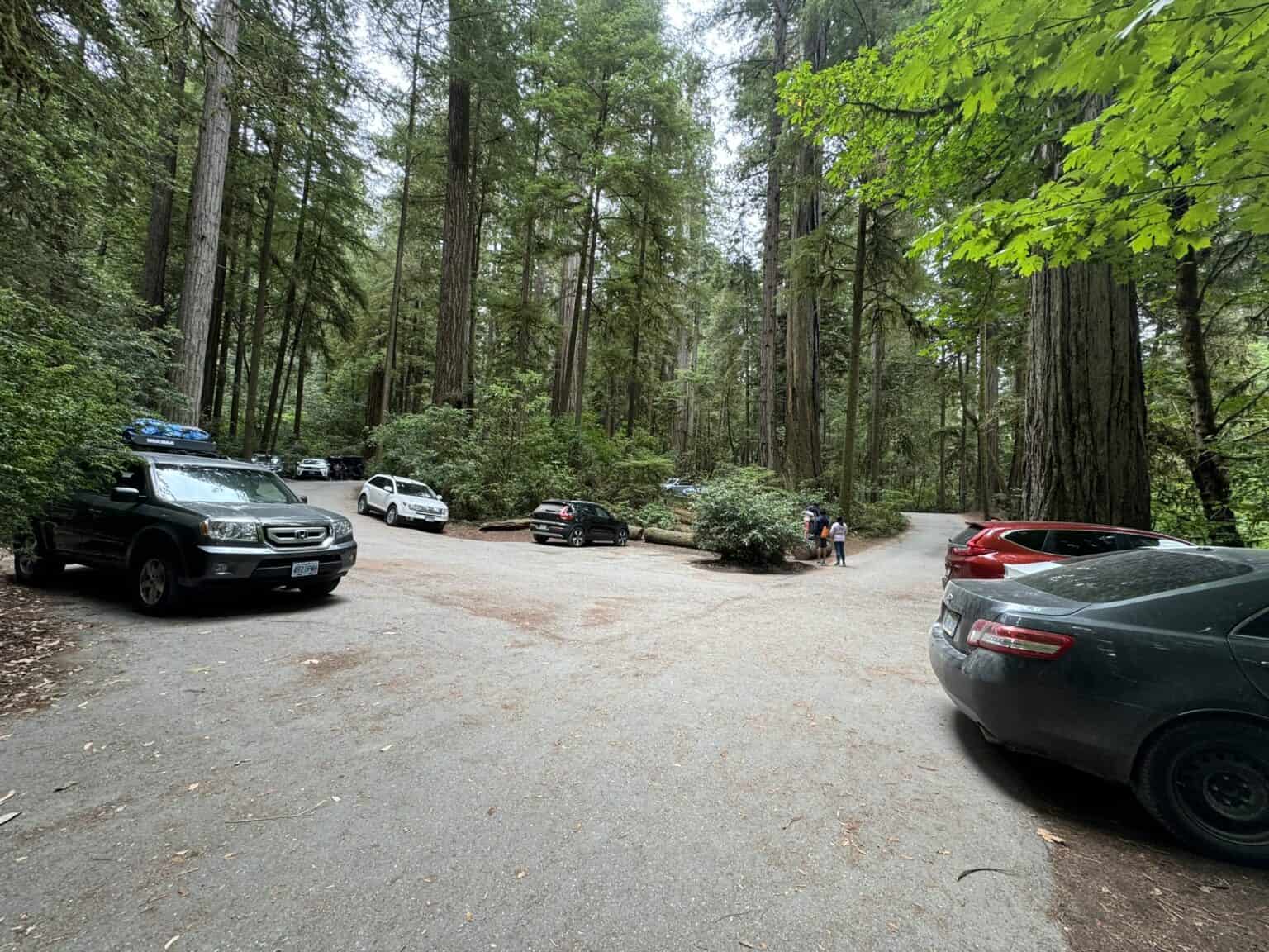 My visit to Stout Grove in Jedediah Smith Redwoods State Park - My ...