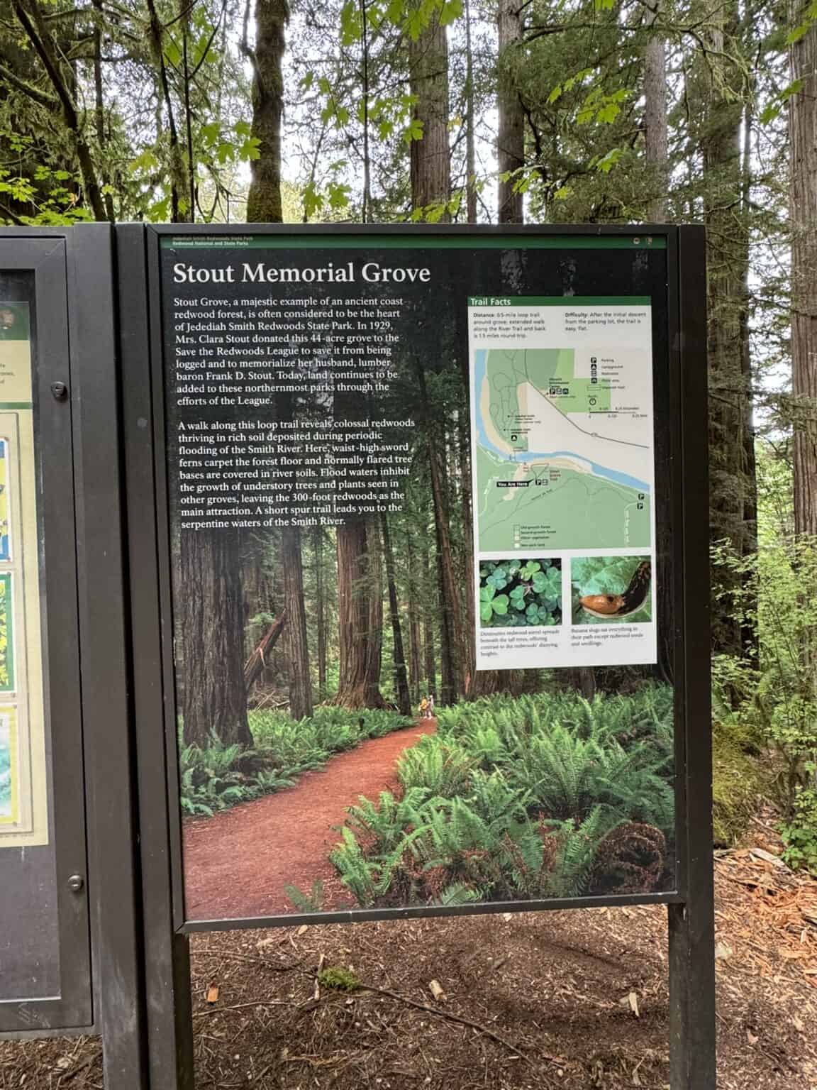 My visit to Stout Grove in Jedediah Smith Redwoods State Park - My ...