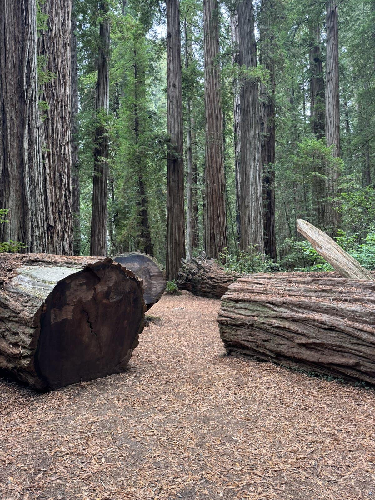 3 days in Redwood National Park Itinerary covering all the parks! - My ...
