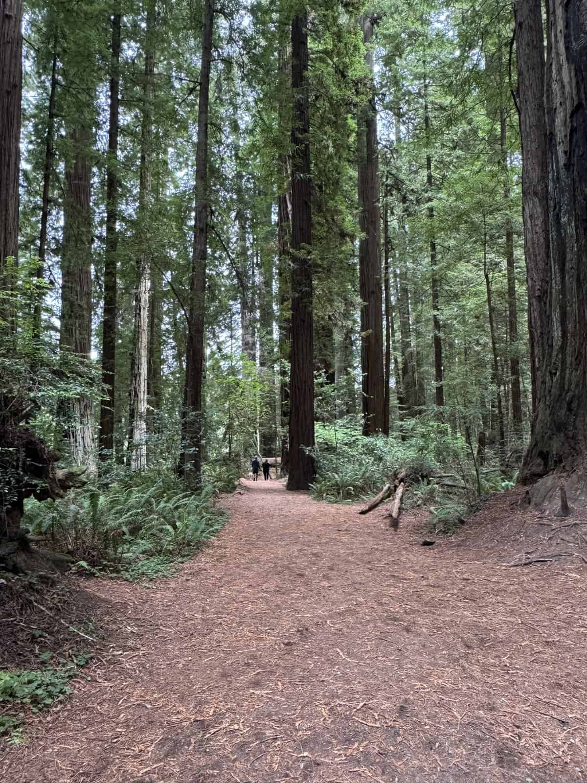 My visit to Stout Grove in Jedediah Smith Redwoods State Park - My ...