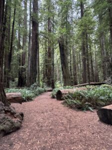 My visit to Stout Grove in Jedediah Smith Redwoods State Park - My ...