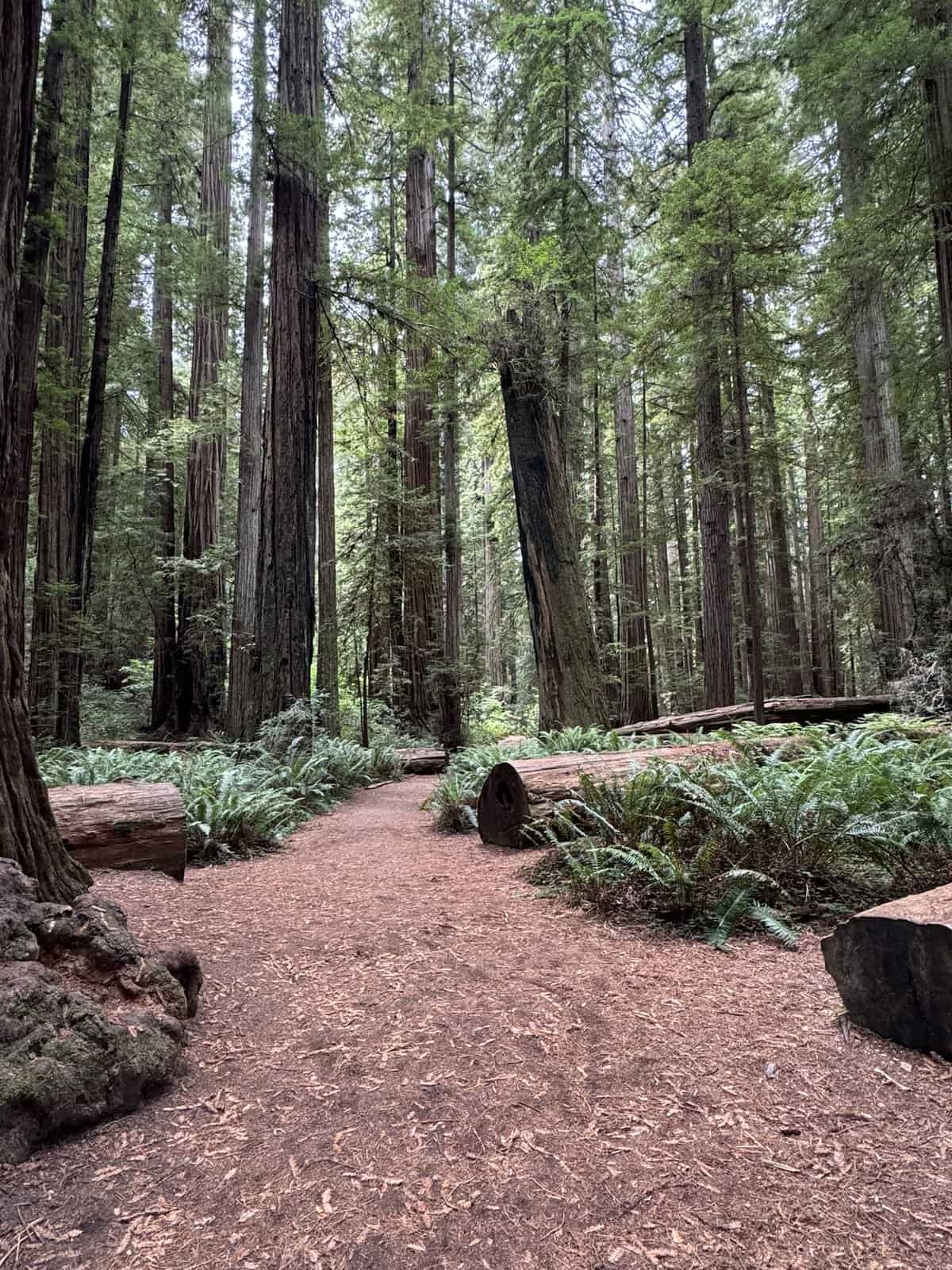 My visit to Stout Grove in Jedediah Smith Redwoods State Park - My ...
