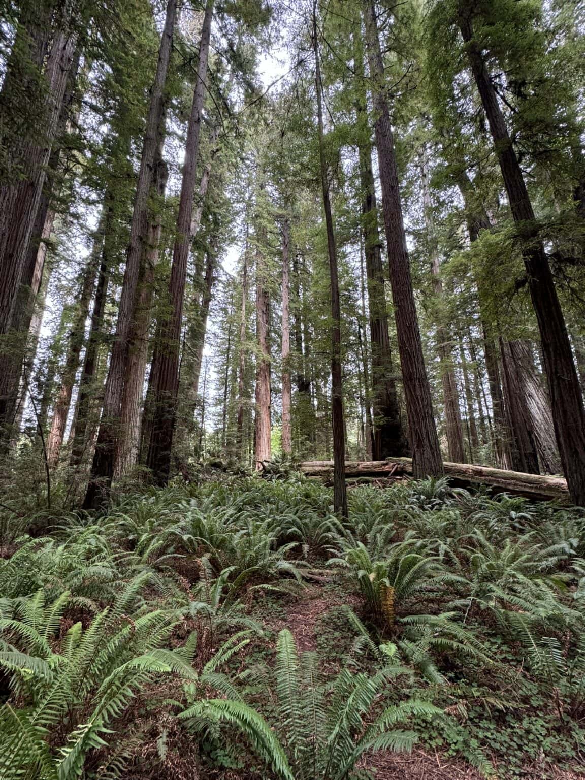 14 Best Hikes in Redwood National and State Parks - My California Travels