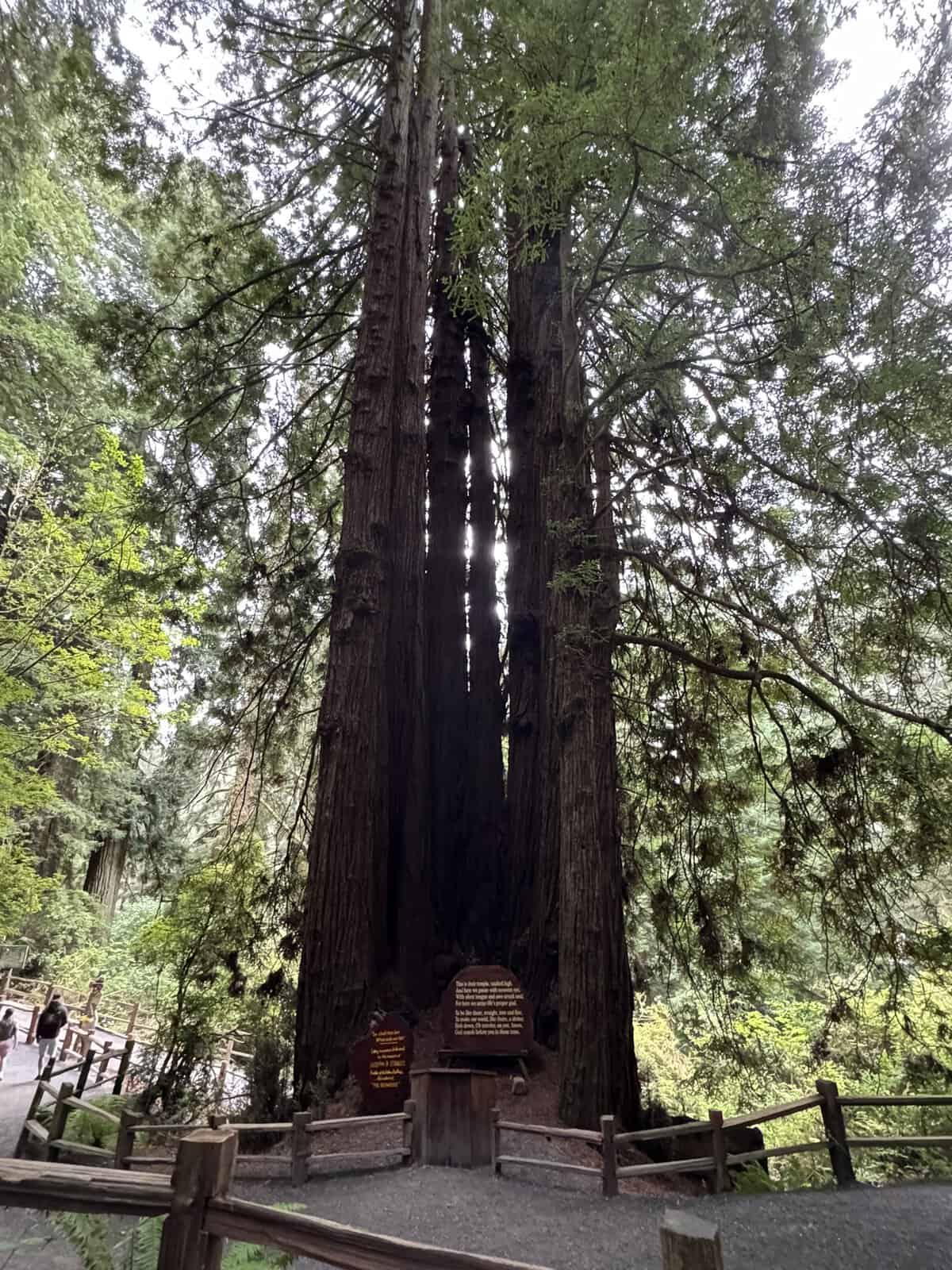 My visit to Trees of Mystery: A unique redwoods attraction! - My ...
