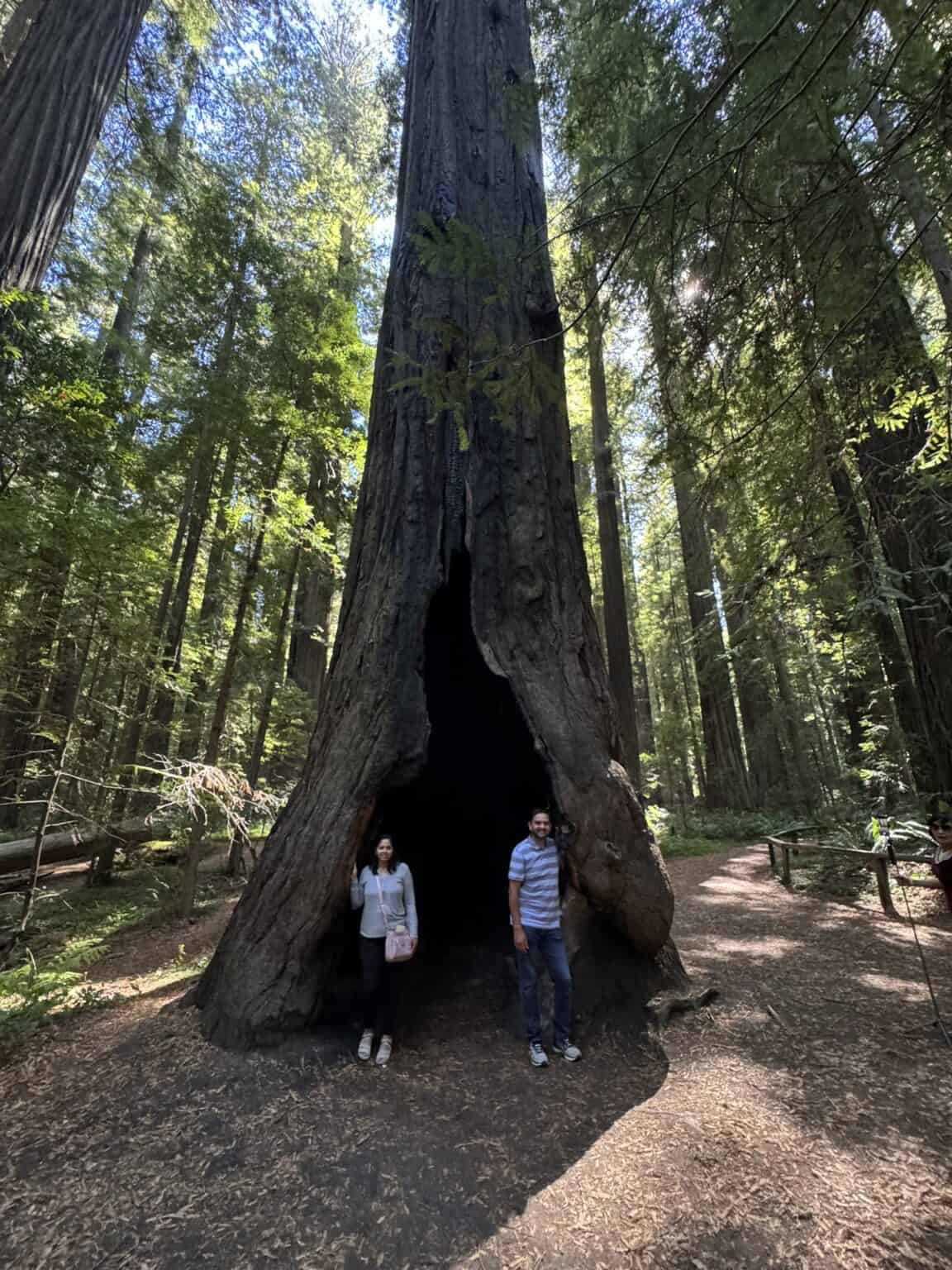 The ancient Founders Grove on Avenue of the Giants Drive - My ...