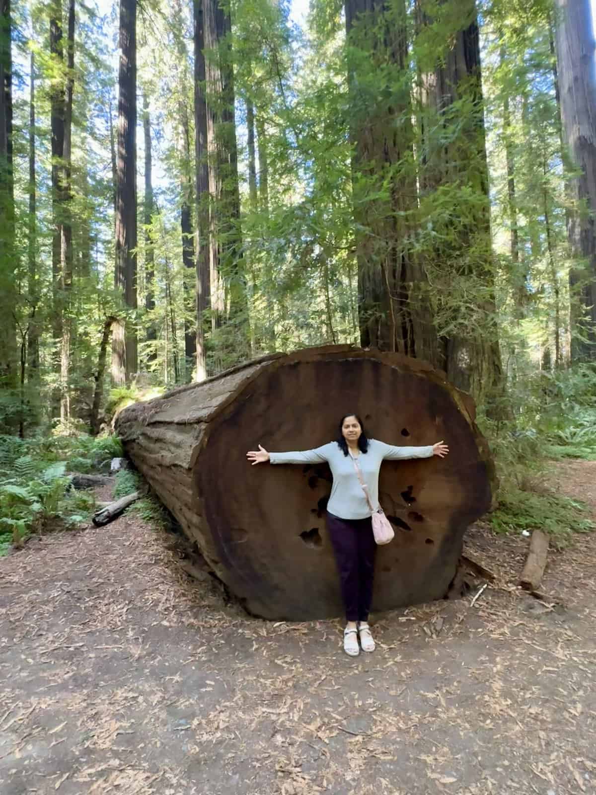 The ancient Founders Grove on Avenue of the Giants Drive - My ...