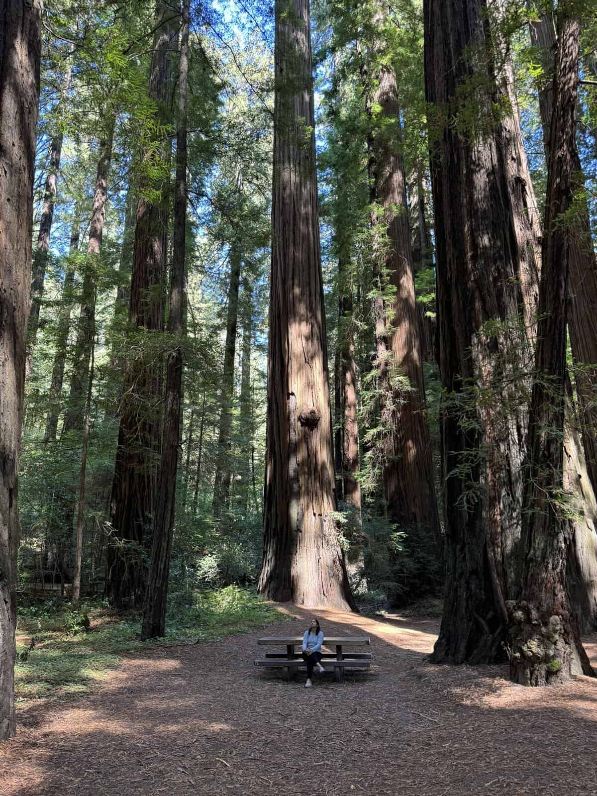 Avenue of the Giants: Scenic Redwoods Drive - My California Travels