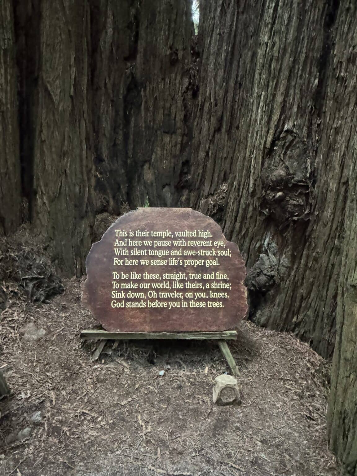 My visit to Trees of Mystery: A unique redwoods attraction! - My ...