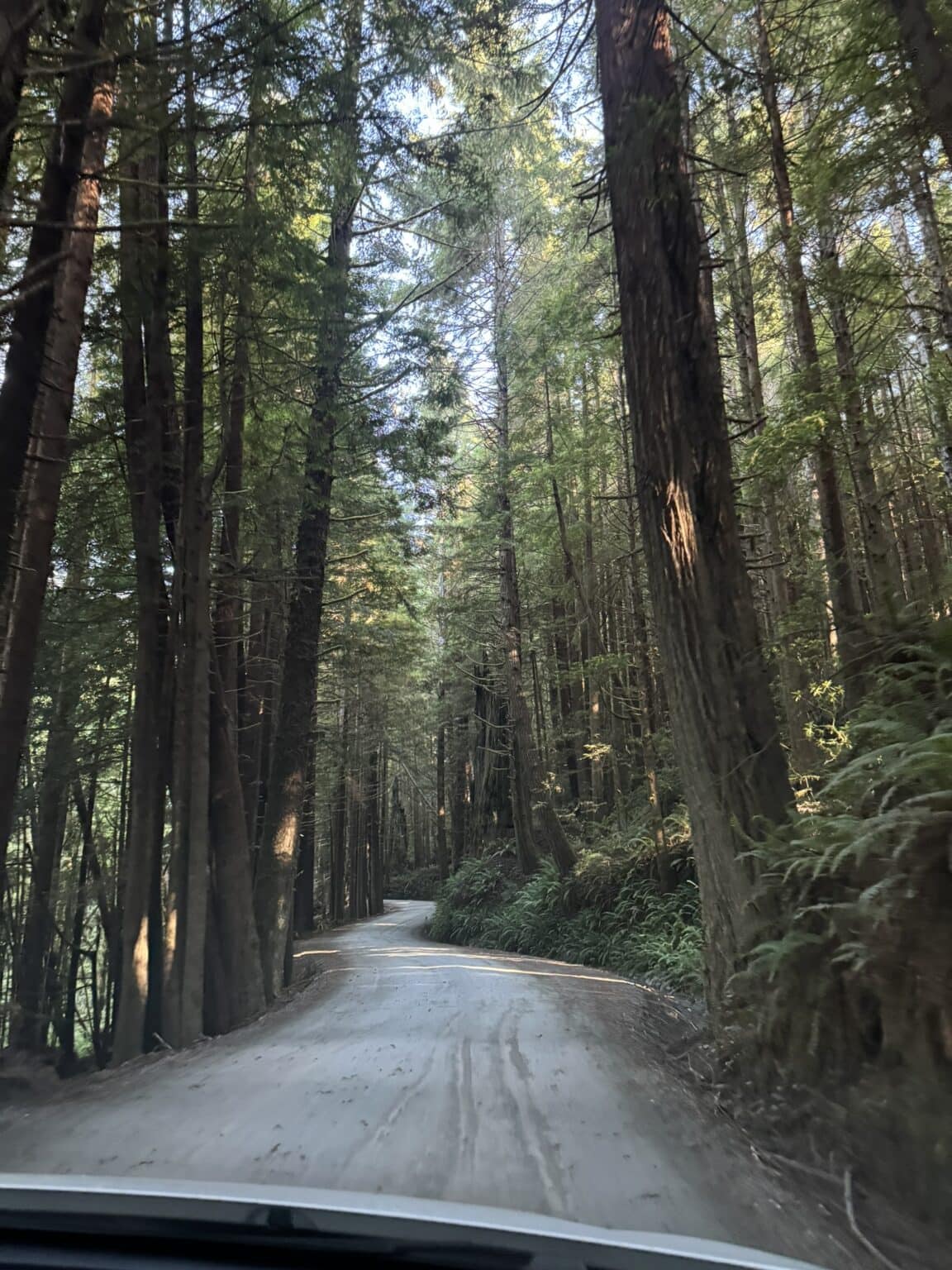 14 Best Hikes in Redwood National and State Parks - My California Travels