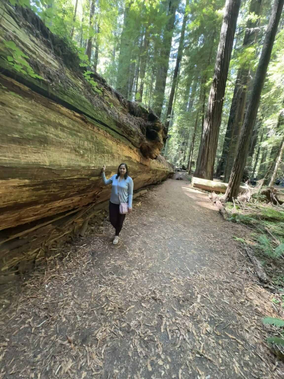 The ancient Founders Grove on Avenue of the Giants Drive - My ...