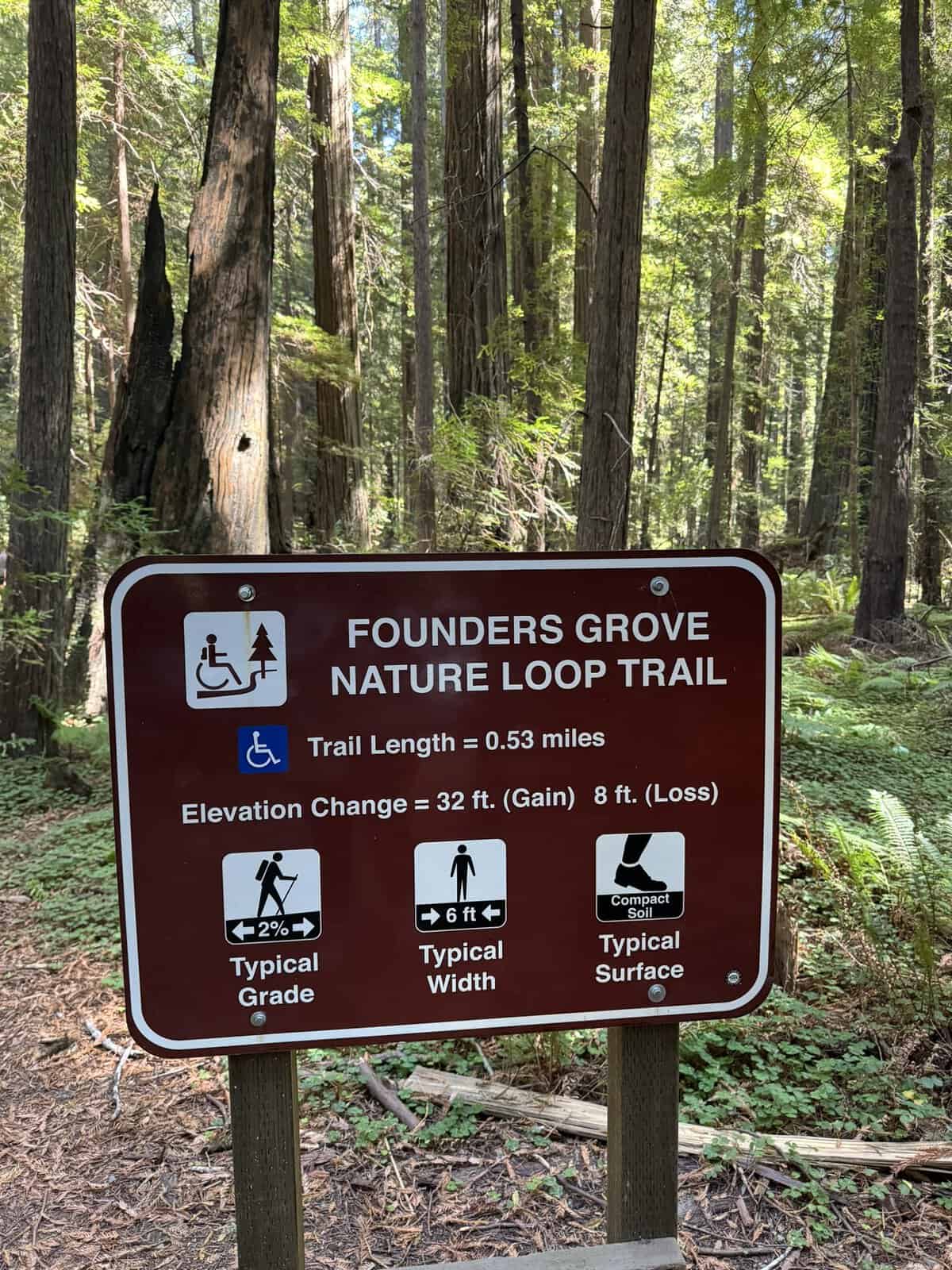 The ancient Founders Grove on Avenue of the Giants Drive - My ...