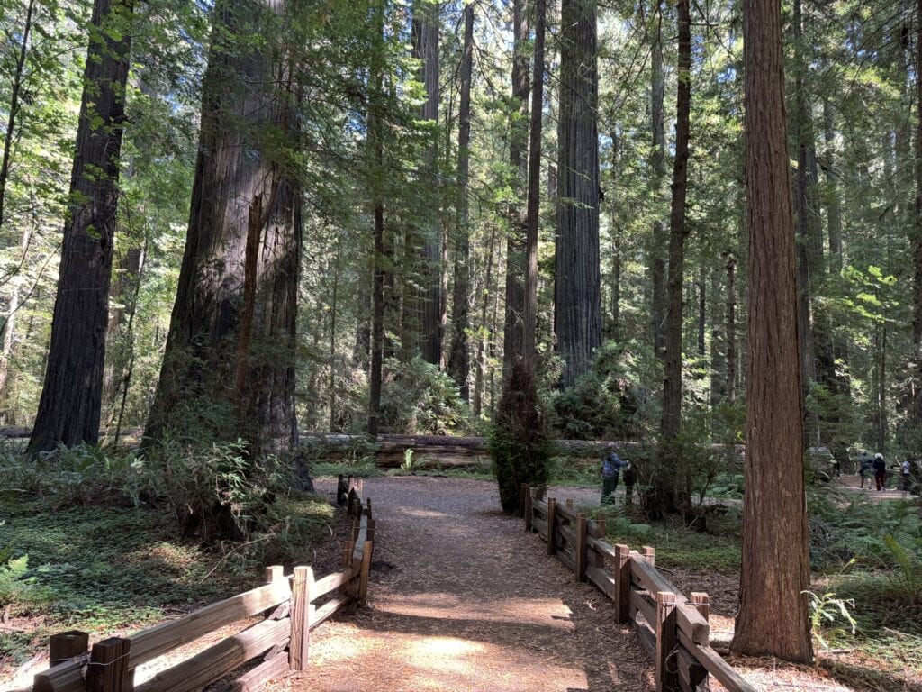My visit to Stout Grove in Jedediah Smith Redwoods State Park - My ...