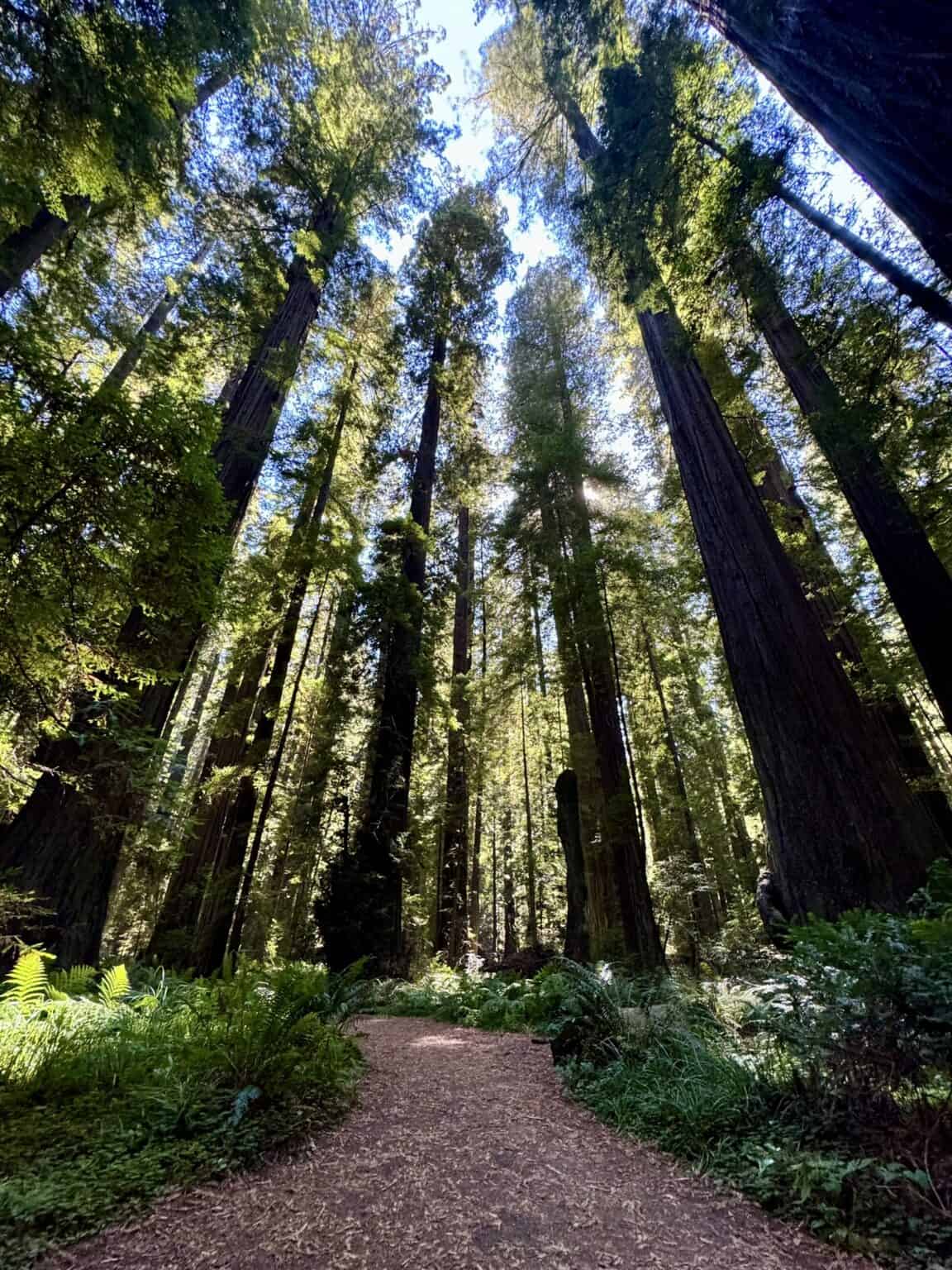 The ancient Founders Grove on Avenue of the Giants Drive - My ...