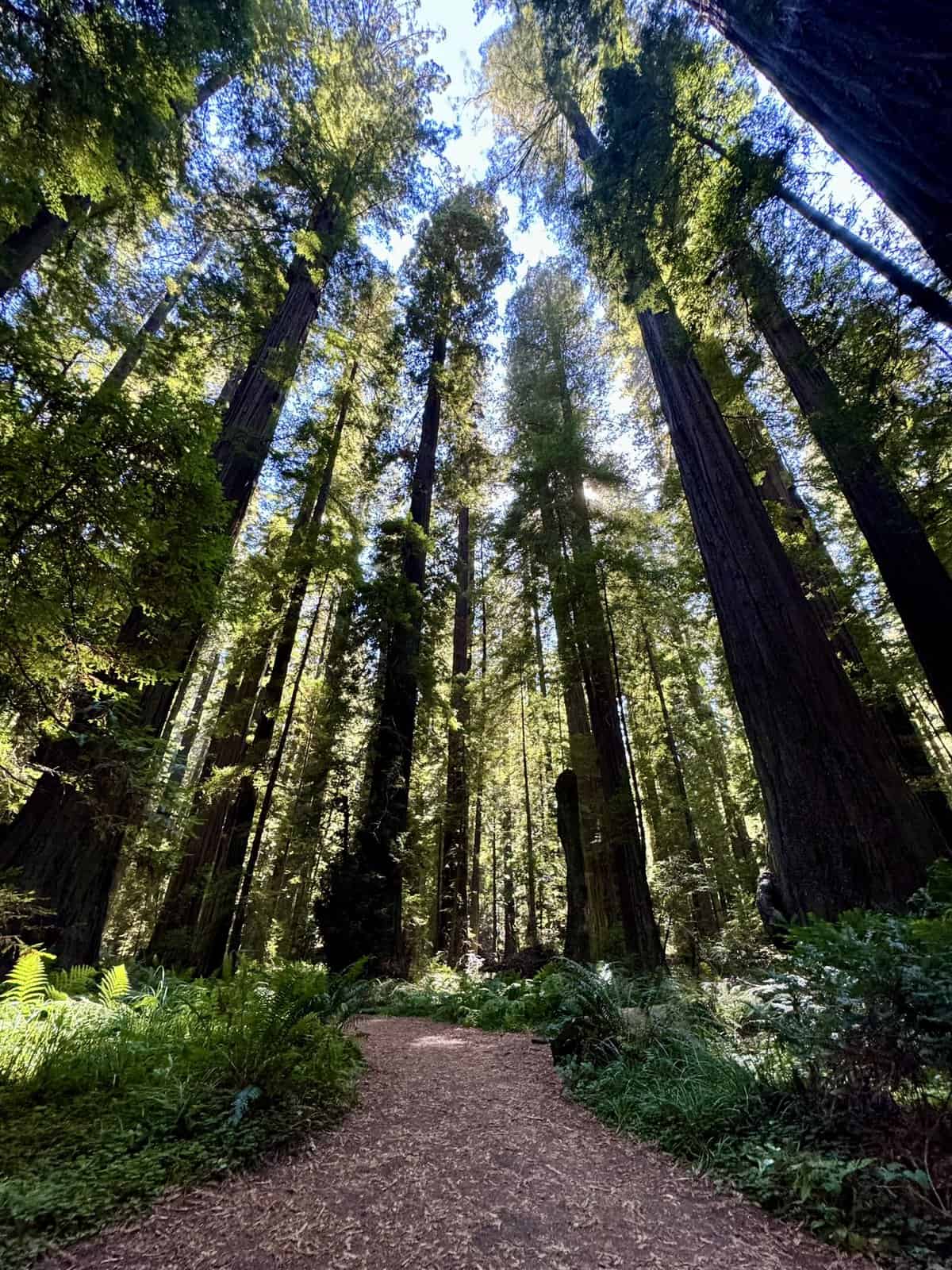 The ancient Founders Grove on Avenue of the Giants Drive - My ...