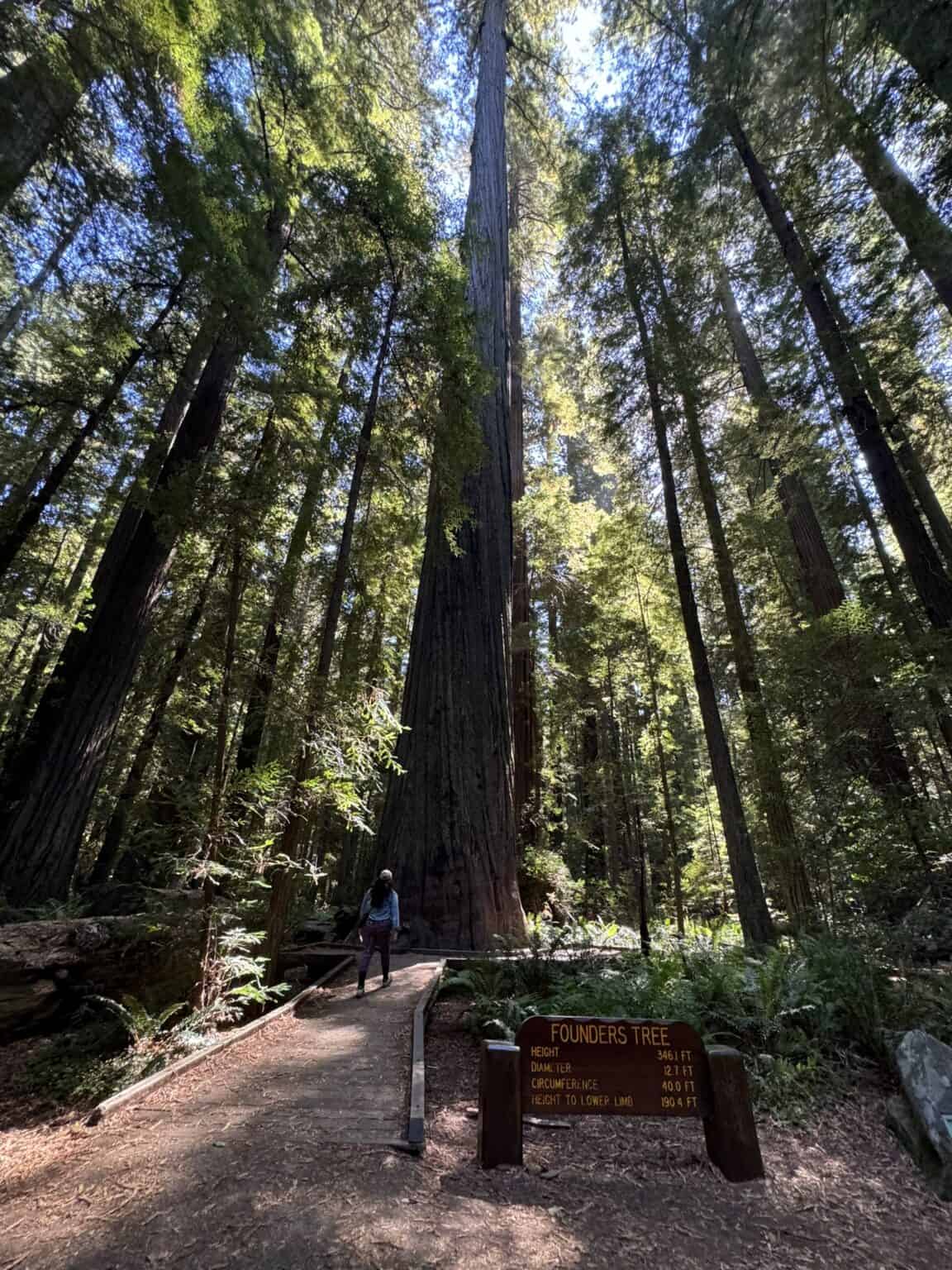 The ancient Founders Grove on Avenue of the Giants Drive - My ...
