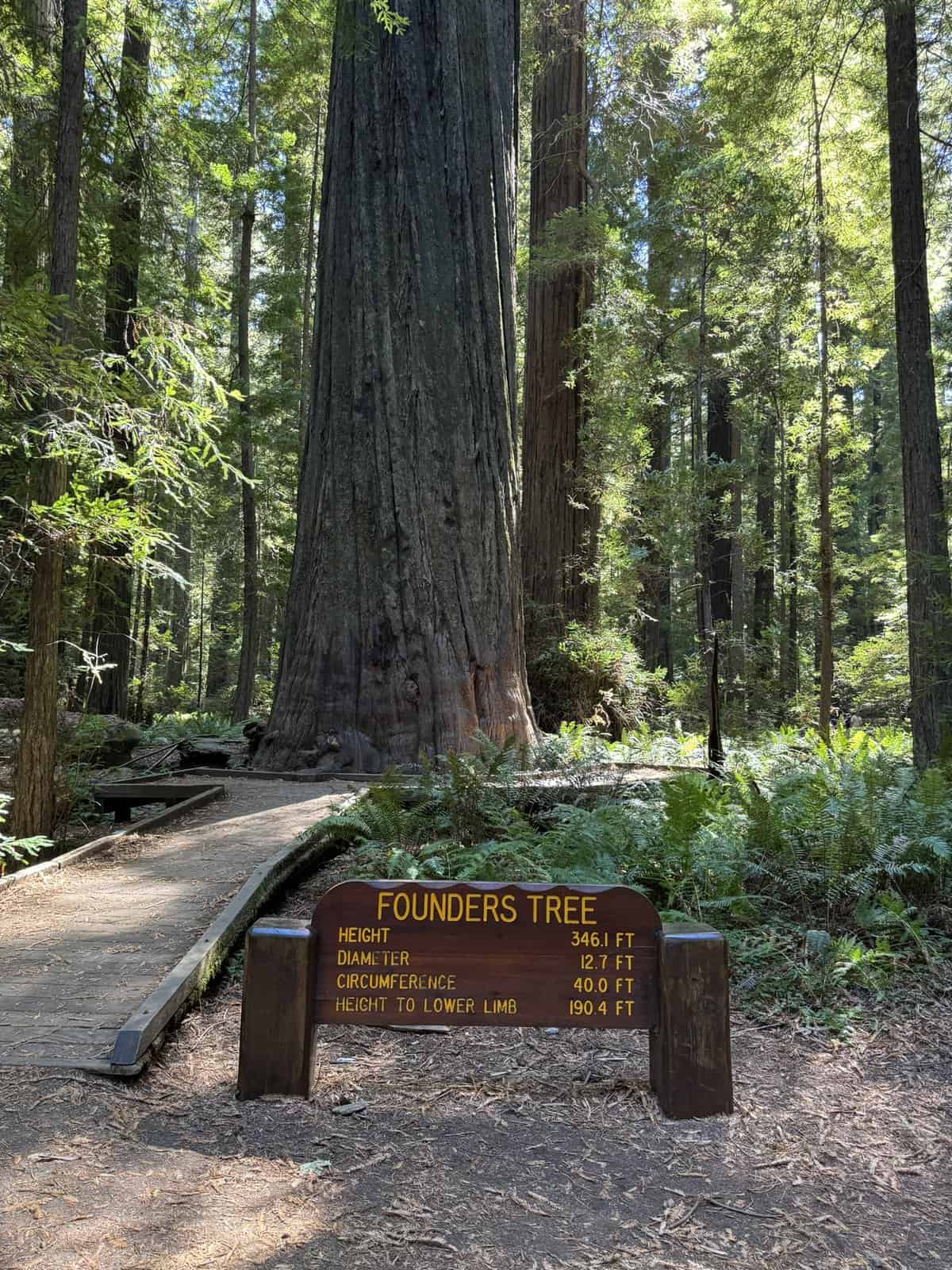 The ancient Founders Grove on Avenue of the Giants Drive - My ...