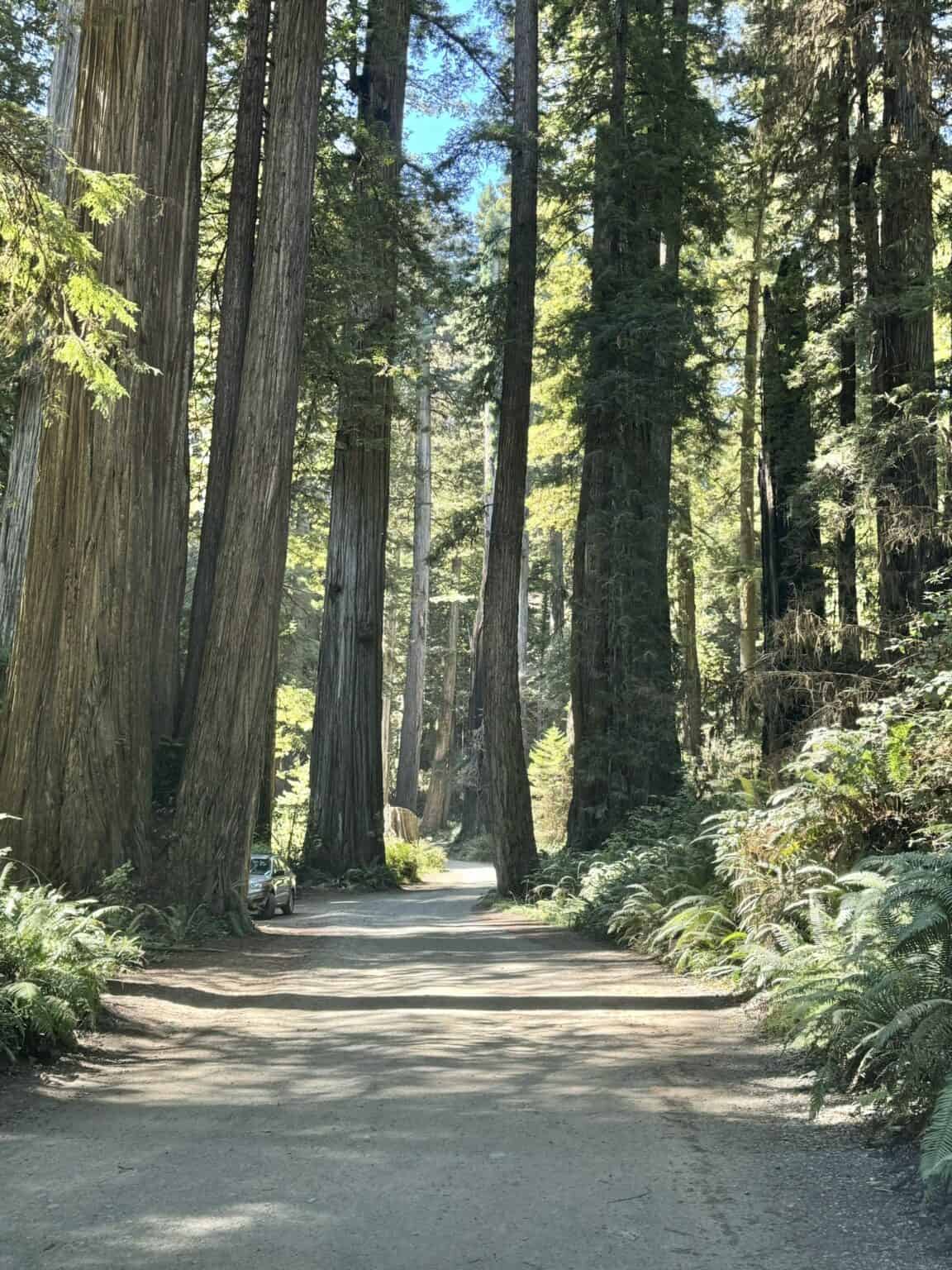 My visit to Stout Grove in Jedediah Smith Redwoods State Park - My ...
