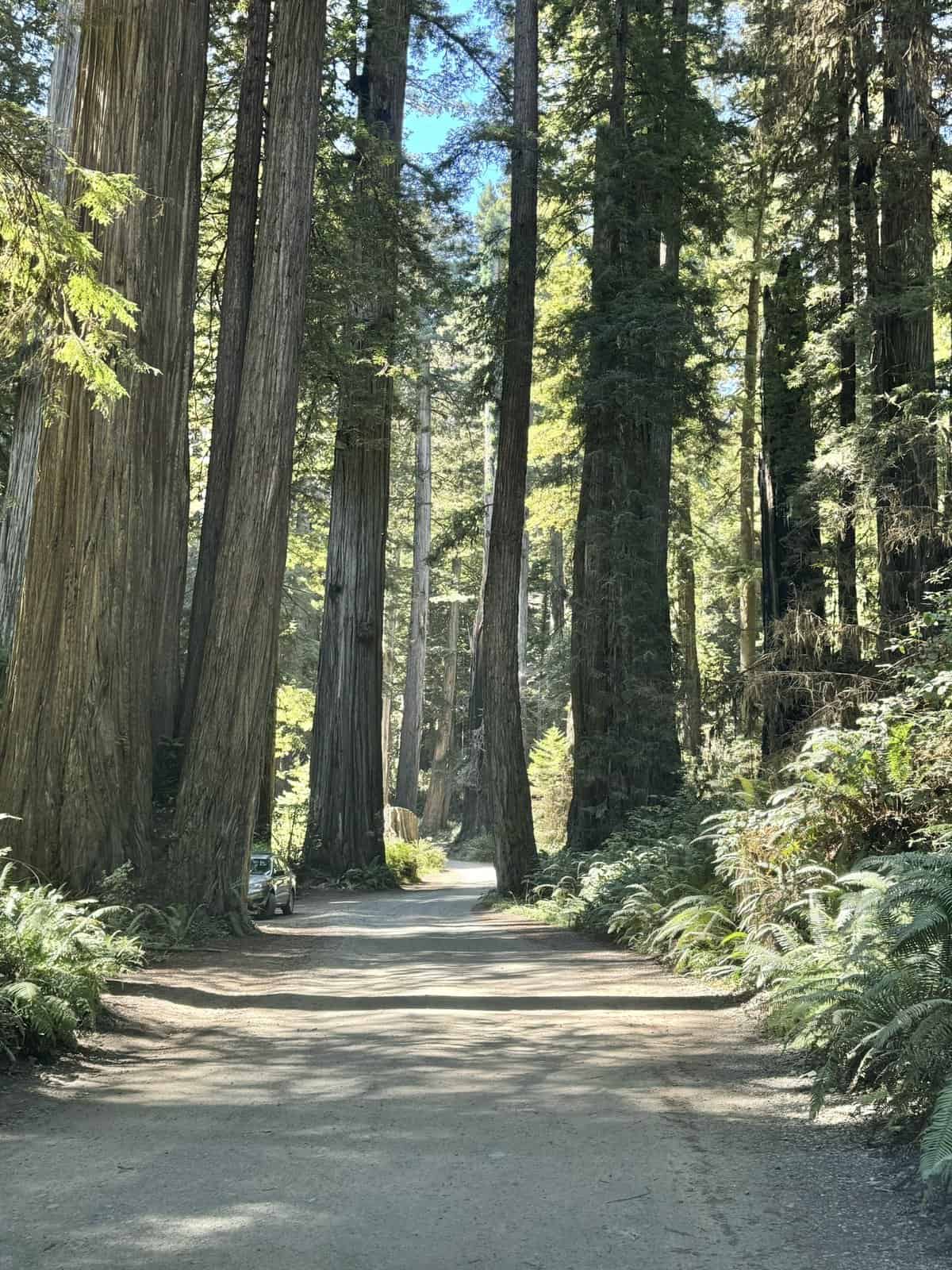 17 Incredible Things to do in Redwood National and State Parks - My ...