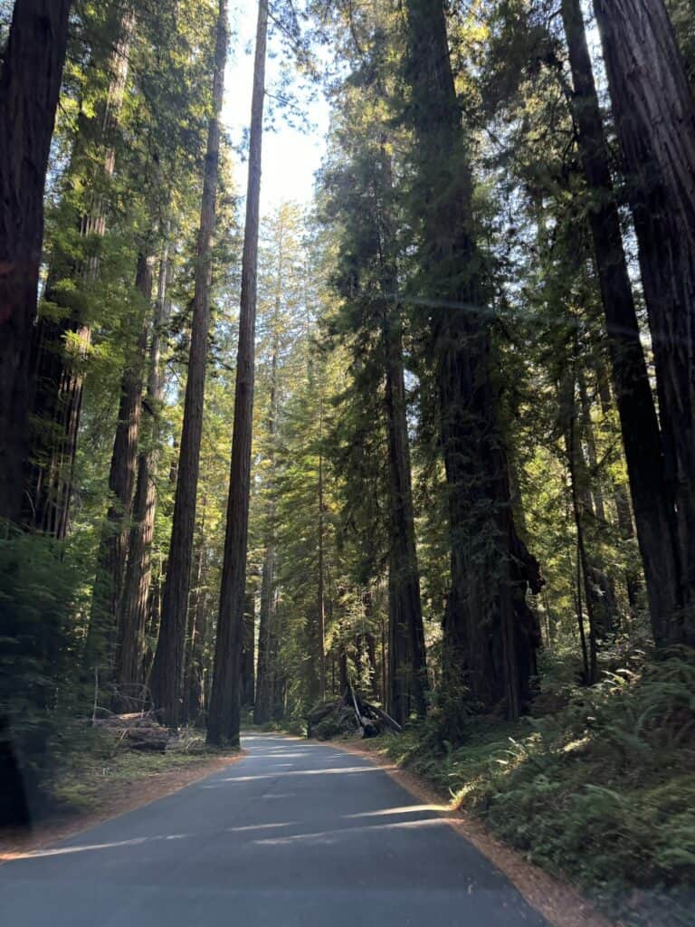 Avenue of the Giants: Scenic Redwoods Drive - My California Travels