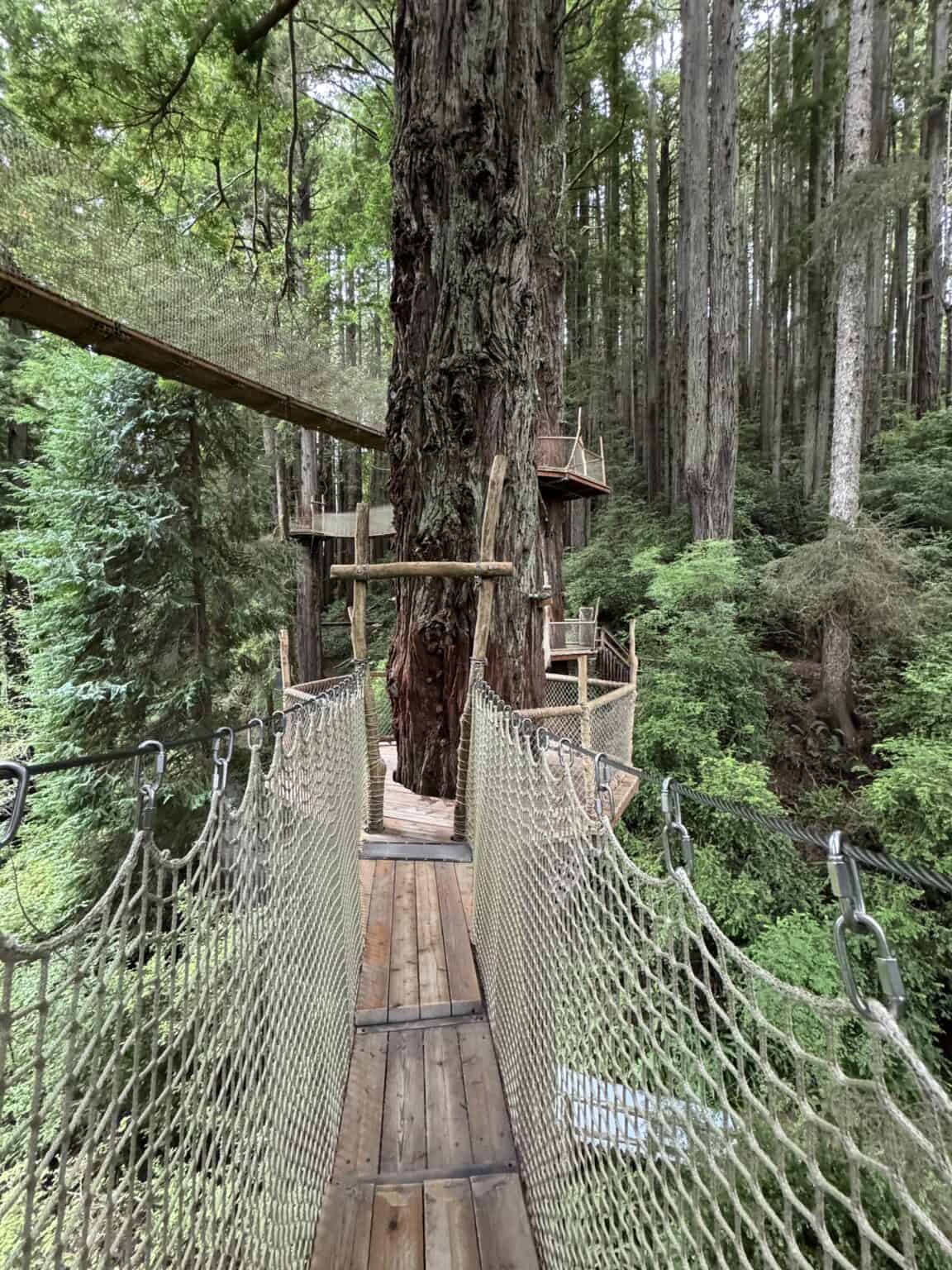 My visit to Trees of Mystery: A unique redwoods attraction! - My ...