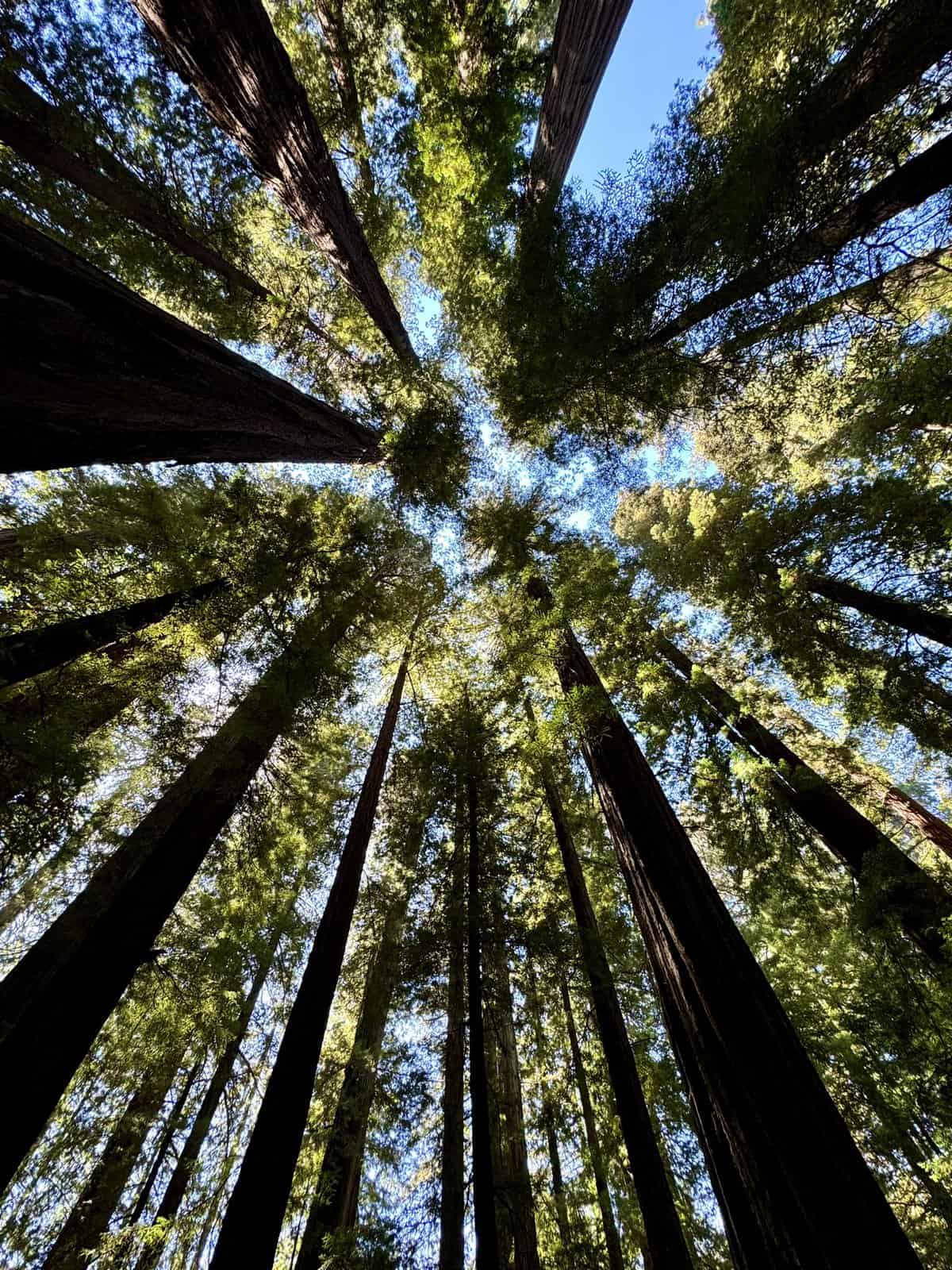 14 Best Hikes in Redwood National and State Parks - My California Travels