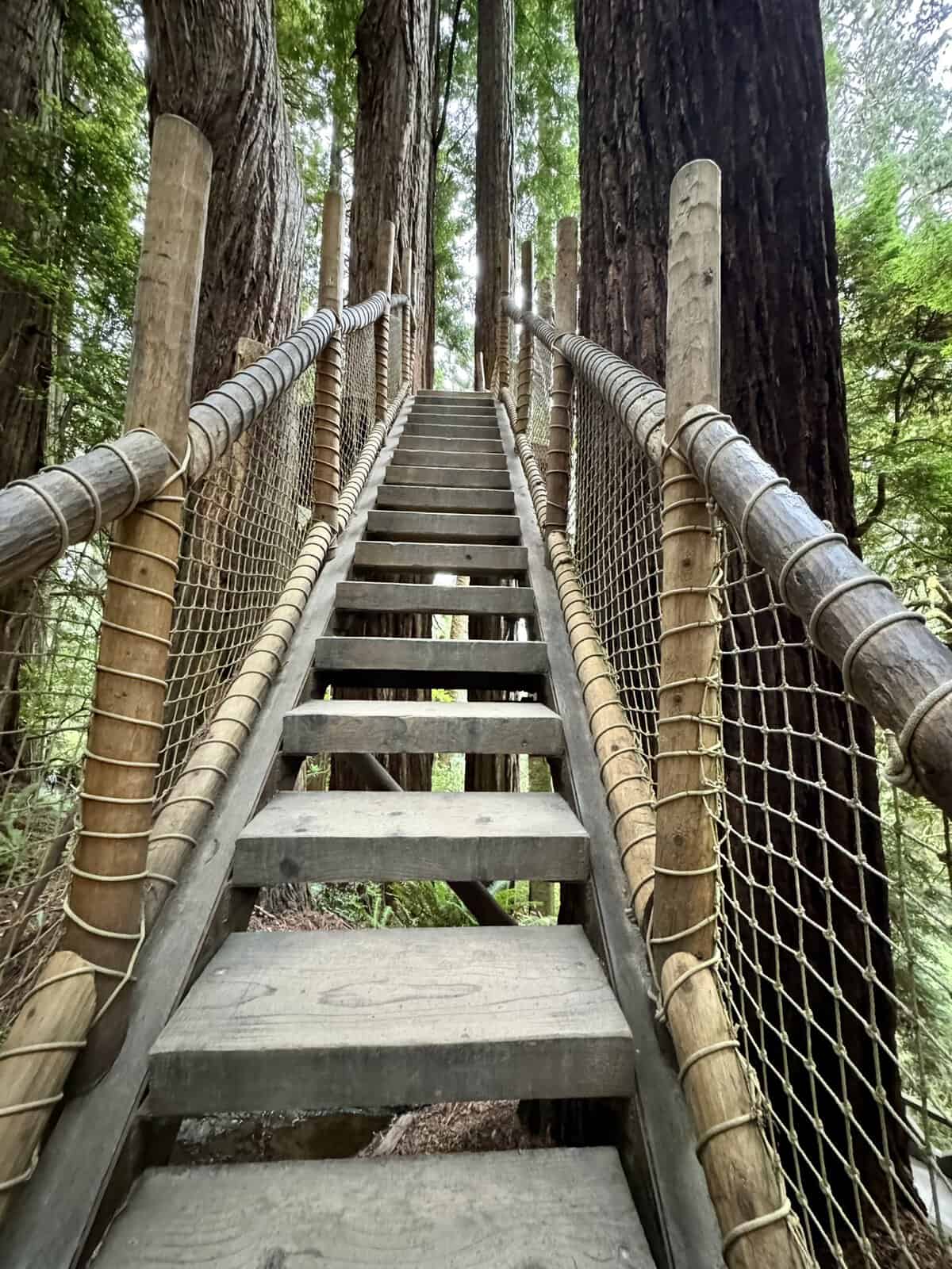 My visit to Trees of Mystery: A unique redwoods attraction! - My ...