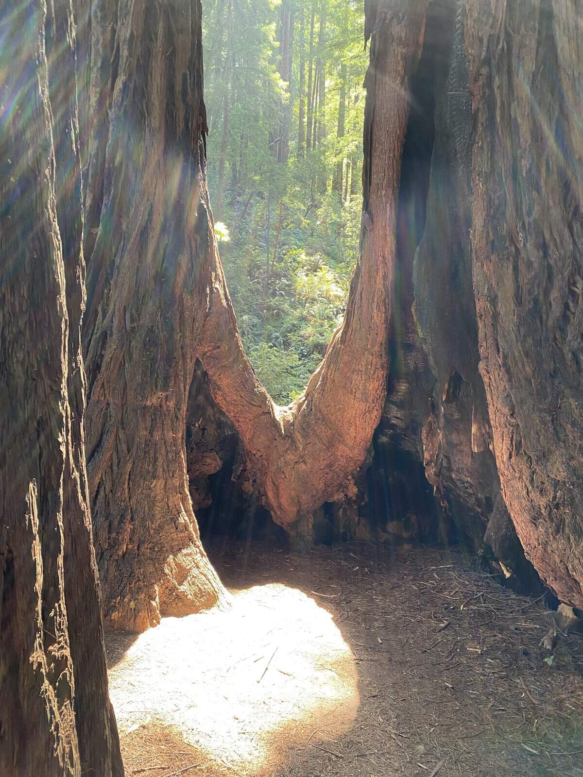 Visiting Muir Woods from San Francisco: Ways to get there and what to ...
