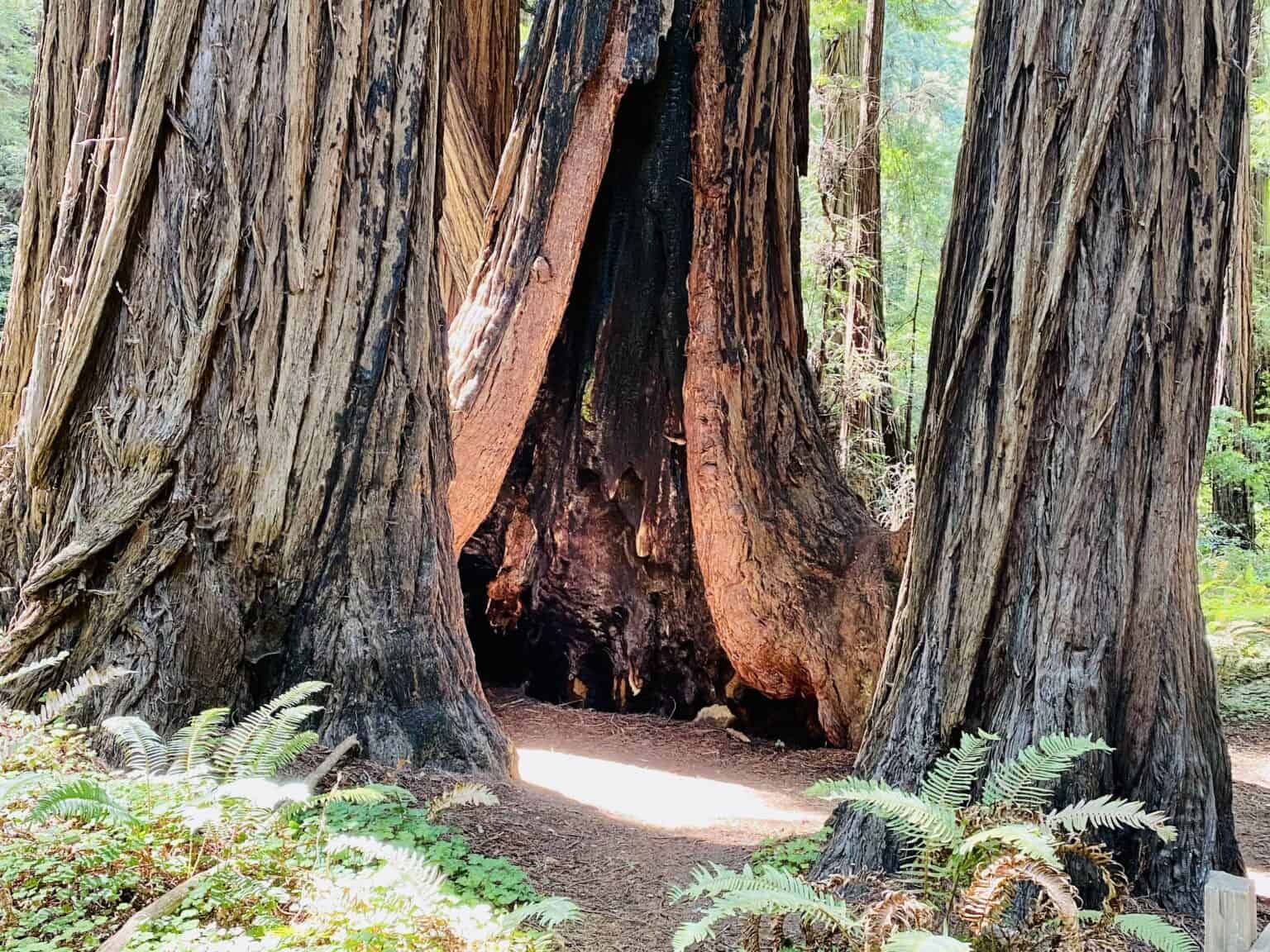 My visit to Trees of Mystery: A unique redwoods attraction! - My ...
